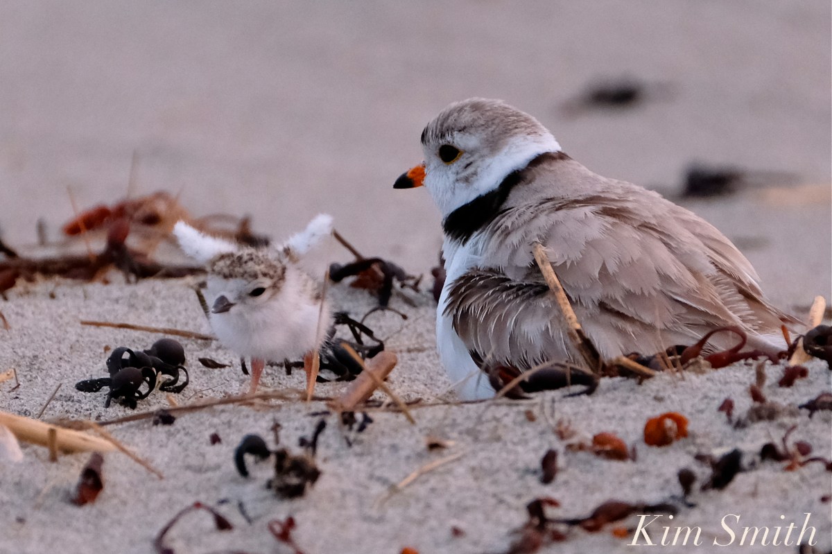 PIPING PLOVERS DAY TWO AND TINIEST OF WING BUDS – Good Morning Gloucester