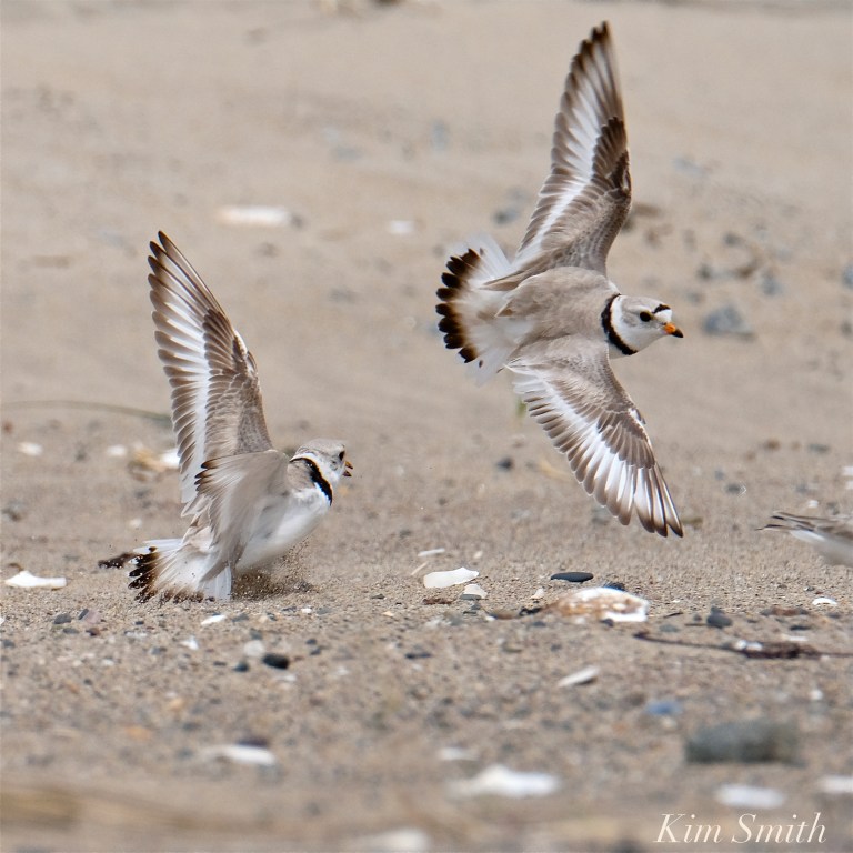 HAPPY FATHER’S DAY – BROUGHT TO YOU BY PIPING PLOVER DADS! – Good ...