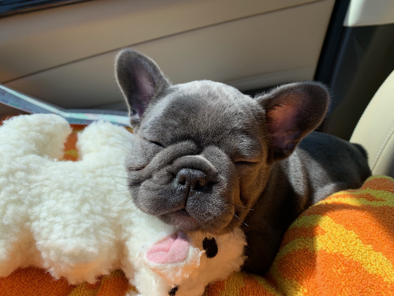 Meet Susan Lipsett’s New Dog Roxane – Good Morning Gloucester