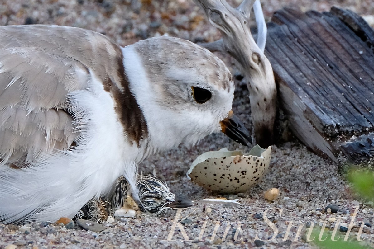 THE WONDERFUL MIRACLE AND MESSINESS OF BIRTH – PIPING PLOVER CHICKS ...