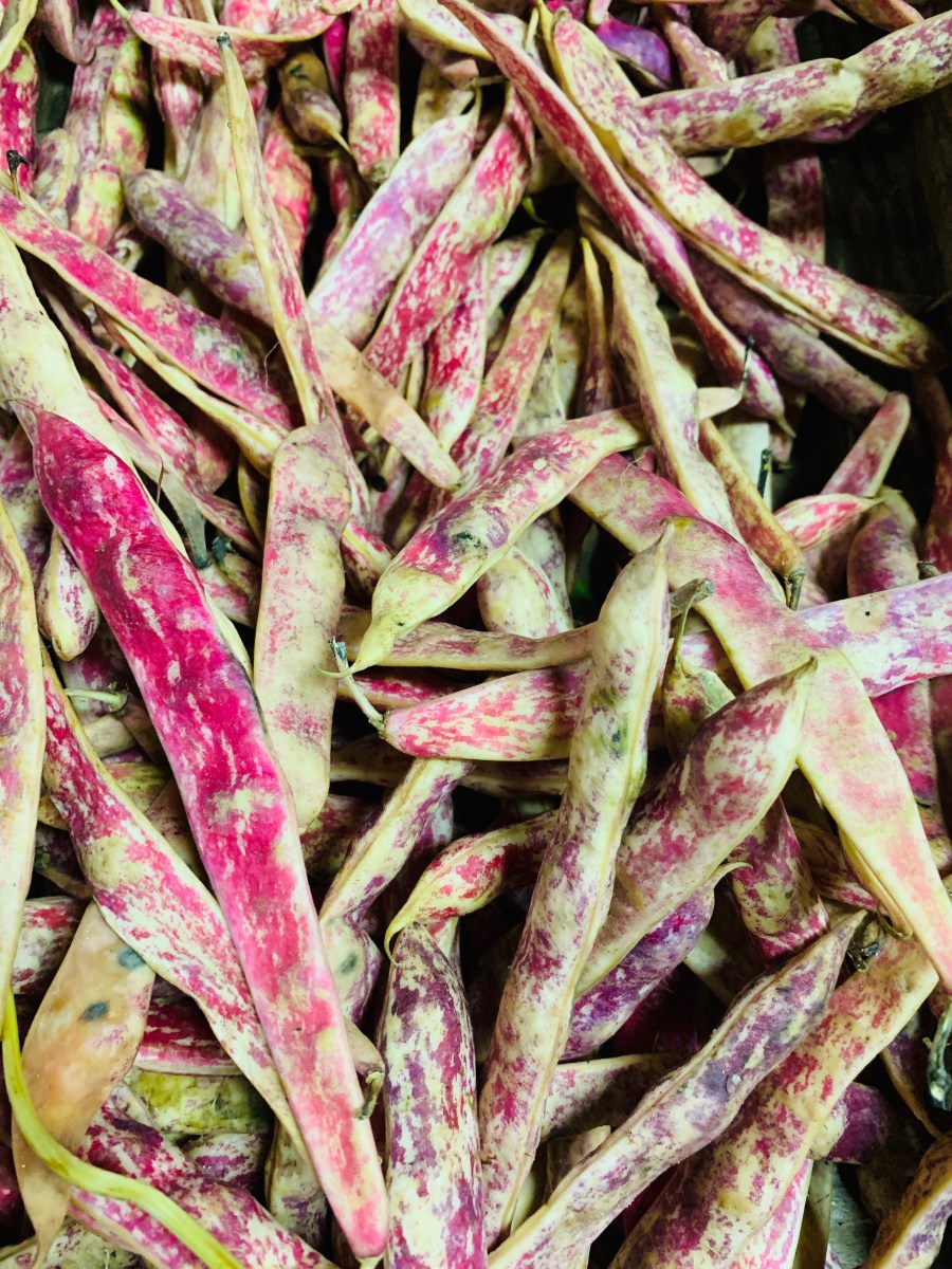 Tendercrop Farm – Good Morning Gloucester