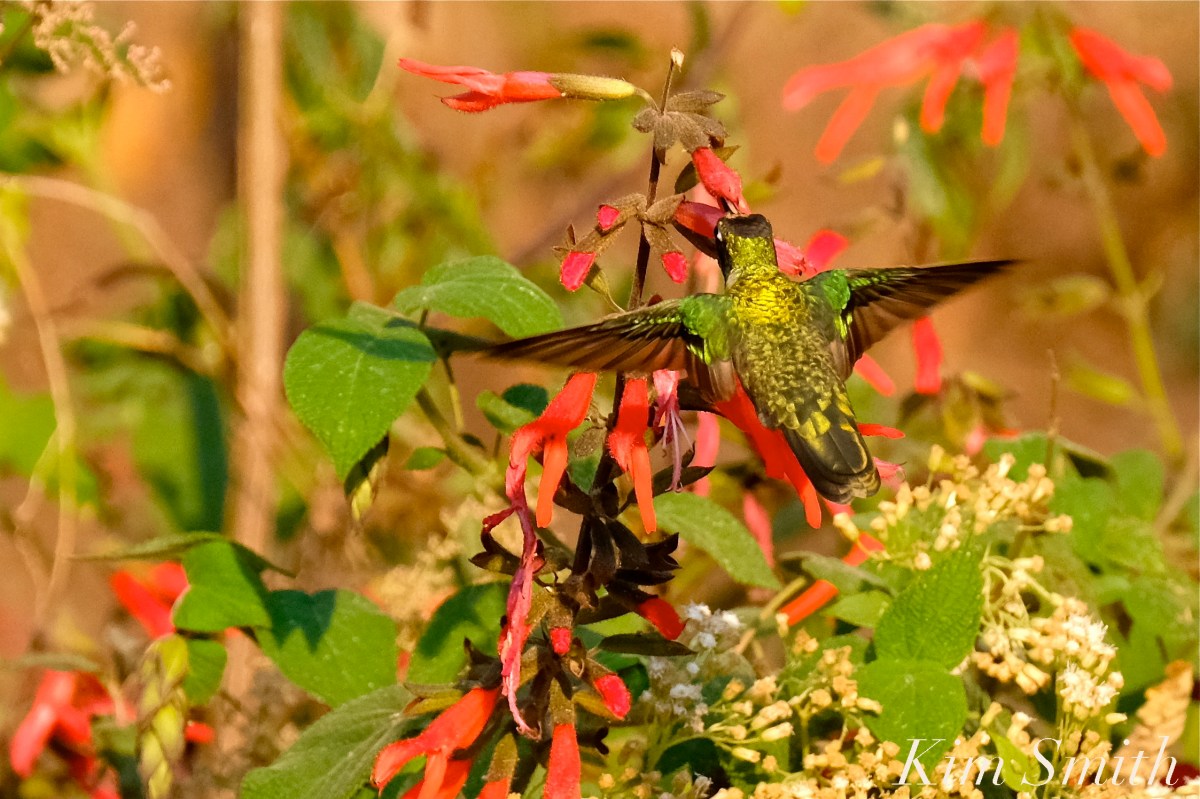KIM SMITH PRESENTS “THE HUMMINGBIRD GARDEN” FOR THE NORTH SHORE ...