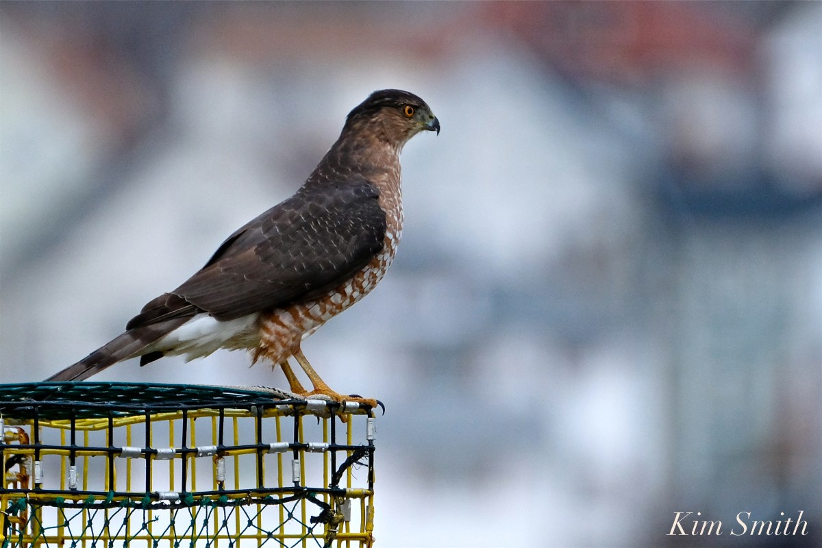 HAWK-ON-THE-HUNT JOINS US AT CAPT. JOE’S FOR THE GMG PODCAST THIS ...