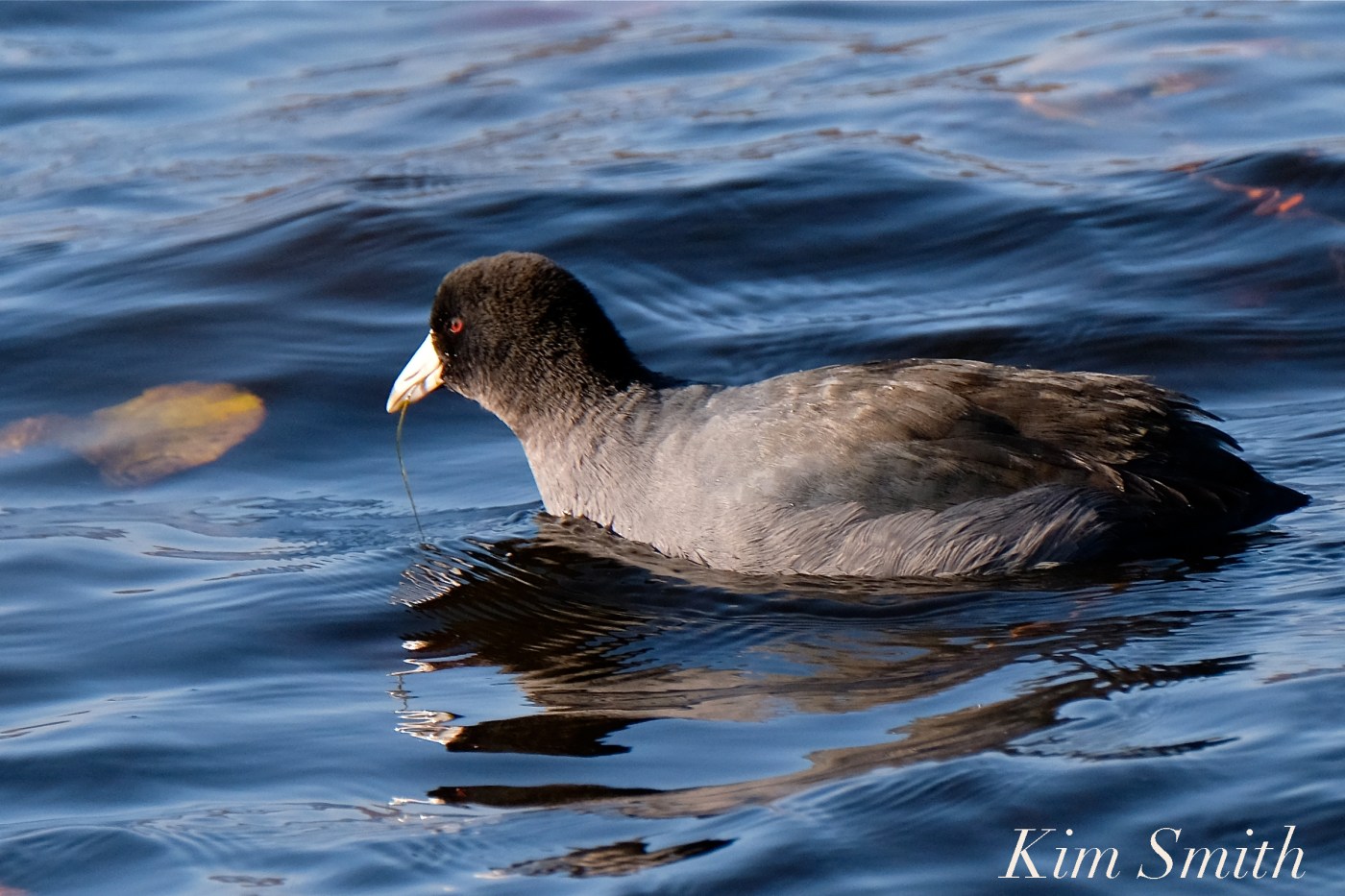 THE WONDERFULLY WHACKY FEET OF THE AMERICAN COOT! – Good Morning Gloucester