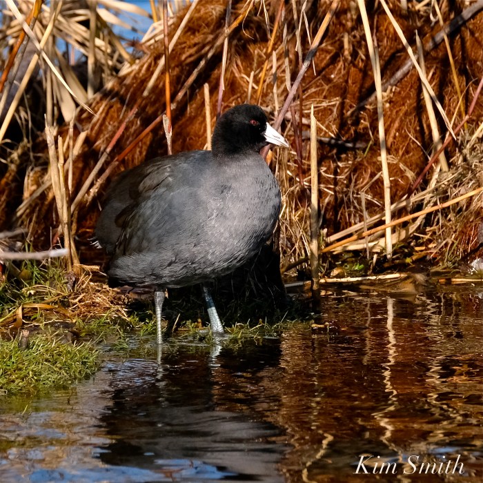 THE WONDERFULLY WHACKY FEET OF THE AMERICAN COOT! – Good Morning Gloucester