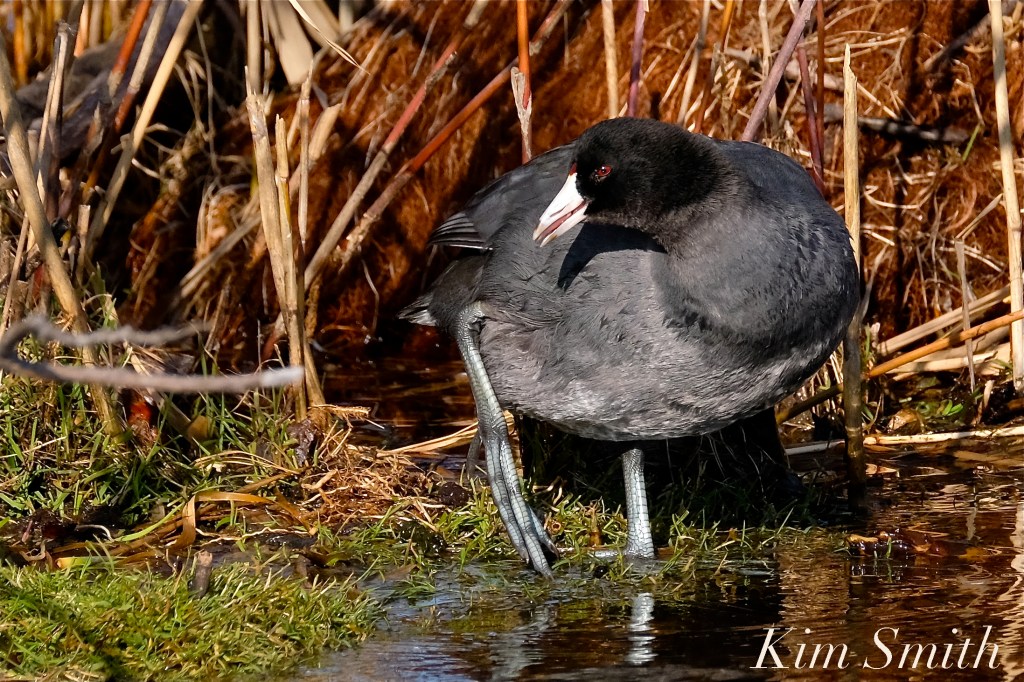 THE WONDERFULLY WHACKY FEET OF THE AMERICAN COOT! – Good Morning Gloucester