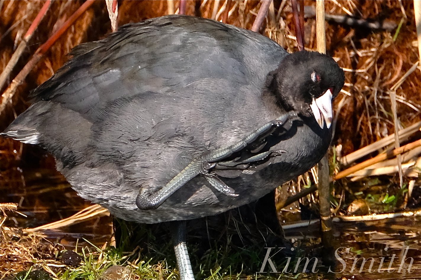 THE WONDERFULLY WHACKY FEET OF THE AMERICAN COOT! – Good Morning Gloucester