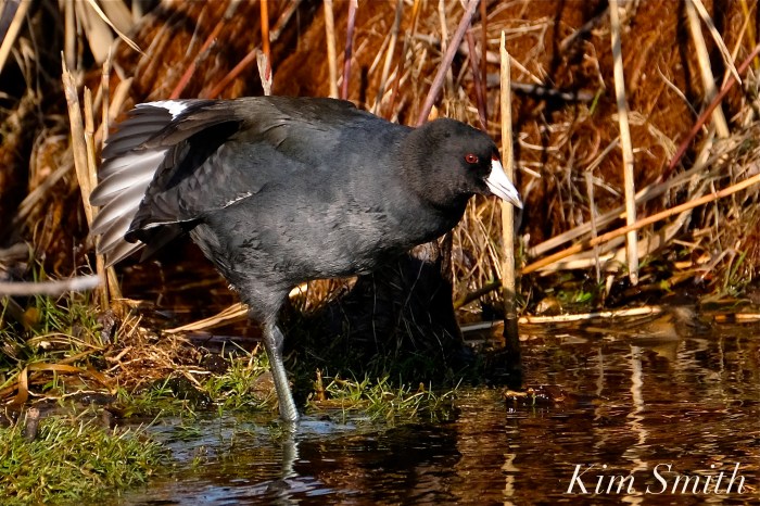 THE WONDERFULLY WHACKY FEET OF THE AMERICAN COOT! – Good Morning Gloucester