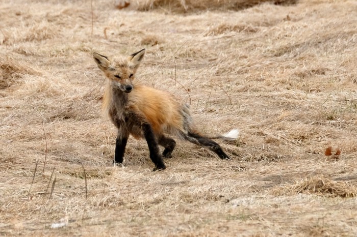 RED FOX MOLTING, HUNTING, AND POOPING! – Good Morning Gloucester