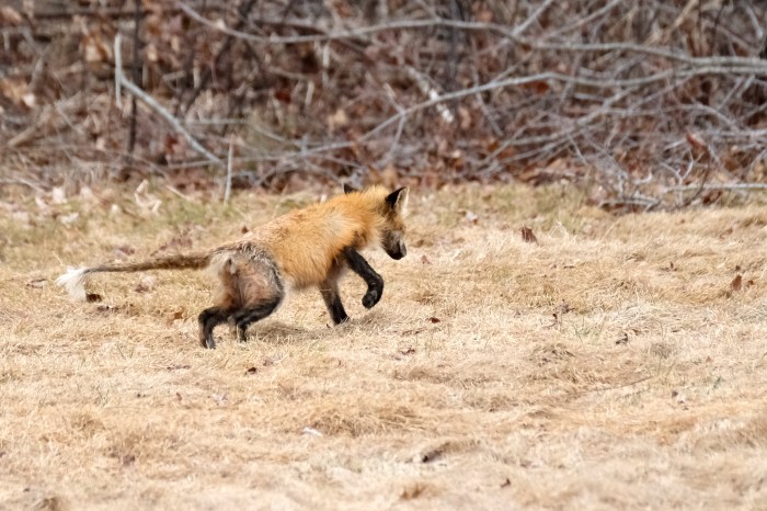 RED FOX MOLTING, HUNTING, AND POOPING! – Good Morning Gloucester