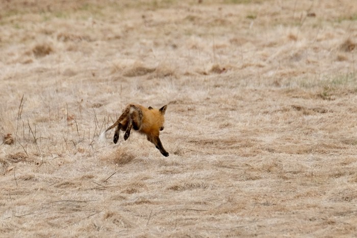 RED FOX MOLTING, HUNTING, AND POOPING! – Good Morning Gloucester