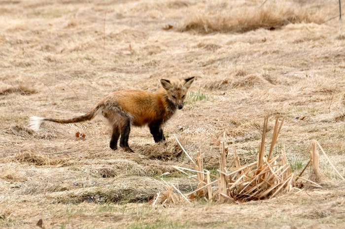 RED FOX MOLTING, HUNTING, AND POOPING! – Good Morning Gloucester