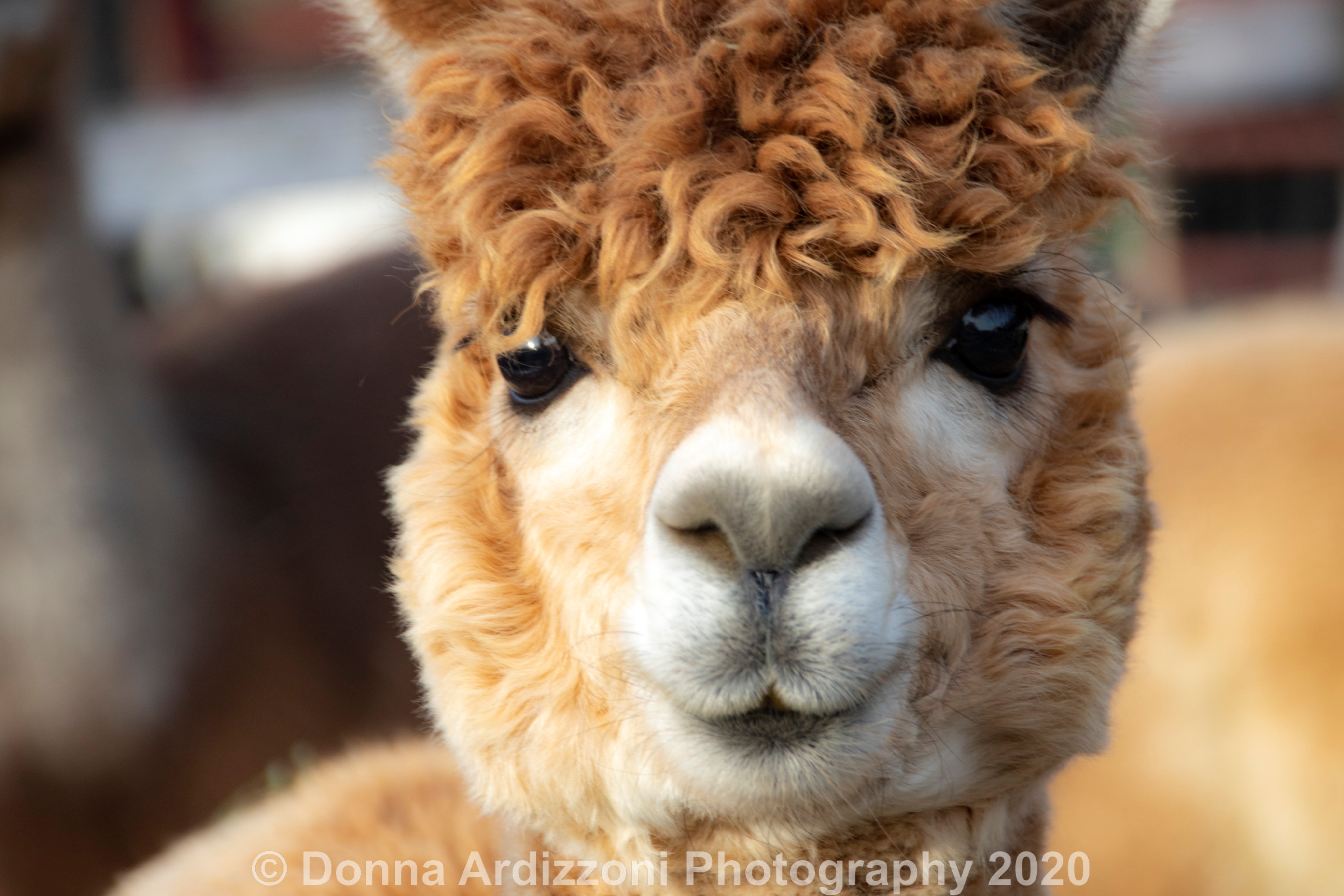 Marshall Farm Stand – Good Morning Gloucester