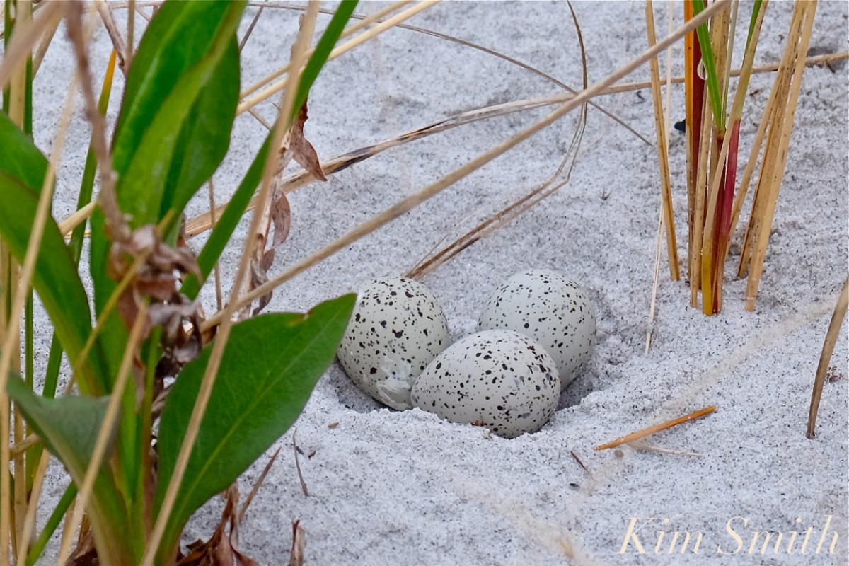 PUREST SYMBOL OF HOPE – Good Morning Gloucester