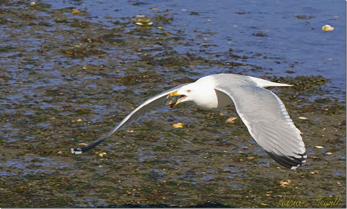 Seagull with Lunch – Good Morning Gloucester