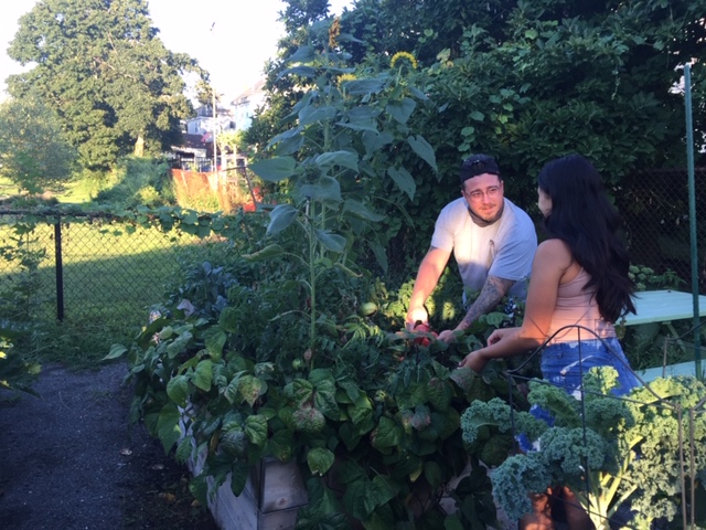 Bountiful Backyard Growers’ Community Gardens – Good Morning Gloucester