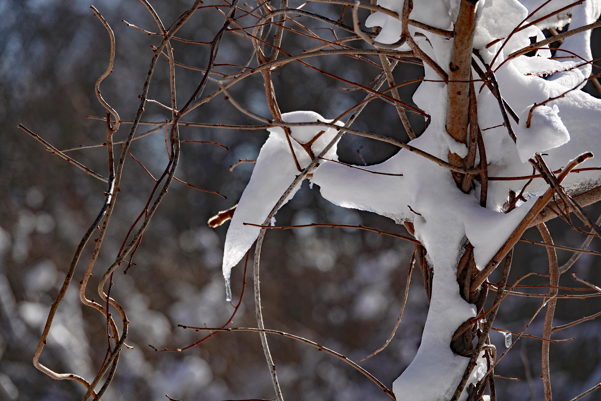 Who Can’t Love Snow? — pat morss – Good Morning Gloucester