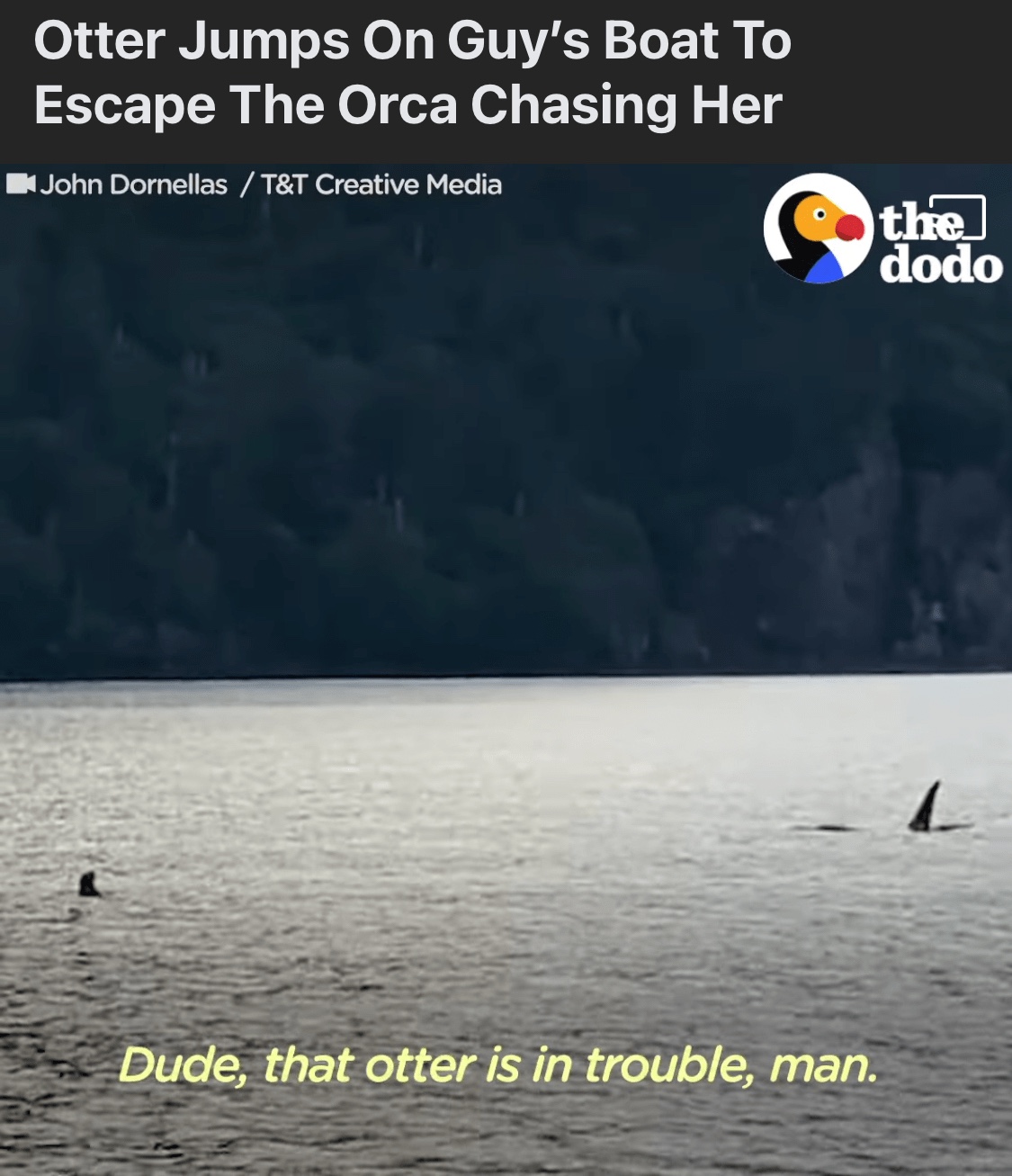 Otter Jumps On Boat To Escape Orca – Good Morning Gloucester