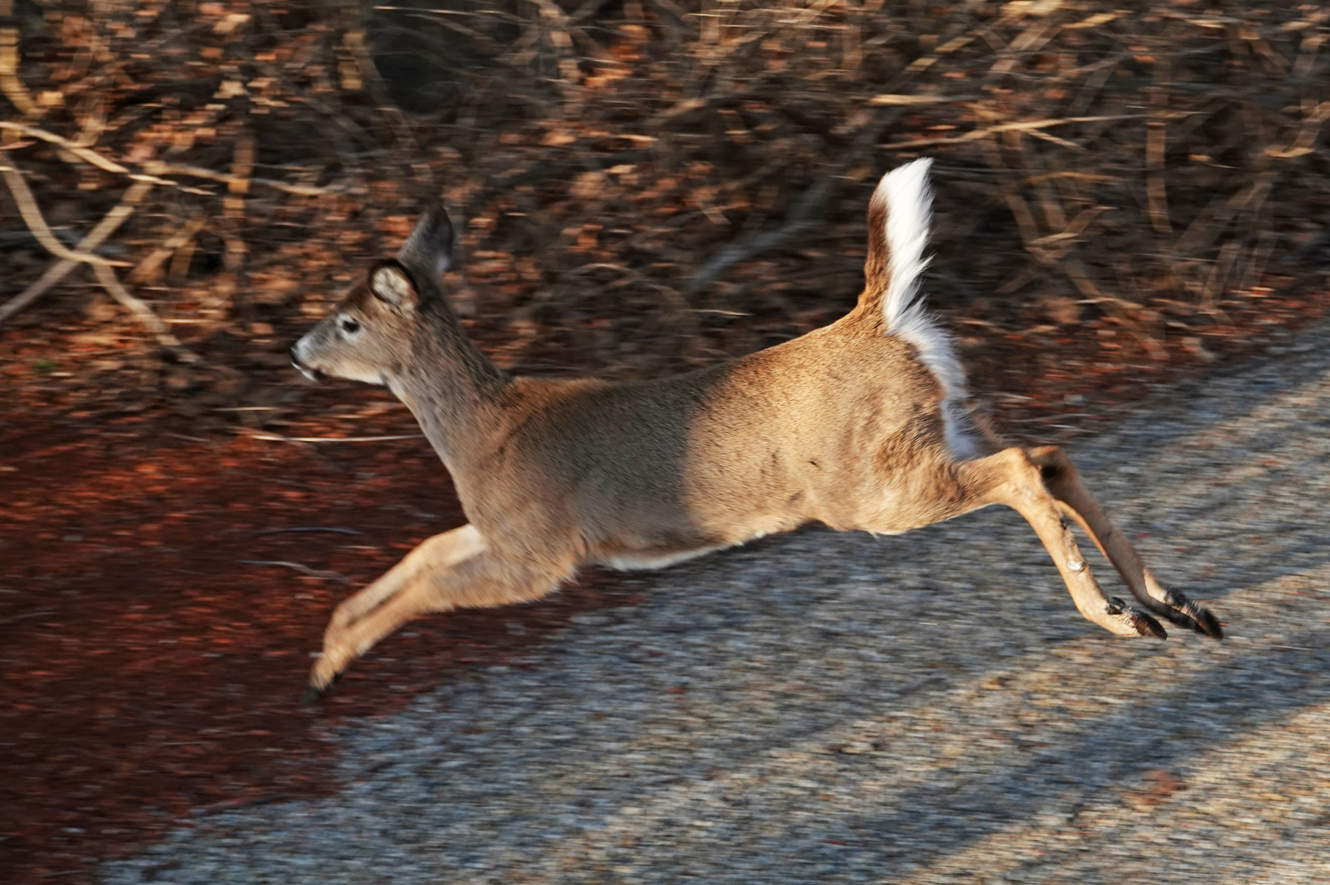 Mostly Feathers and Fur — pat morss – Good Morning Gloucester