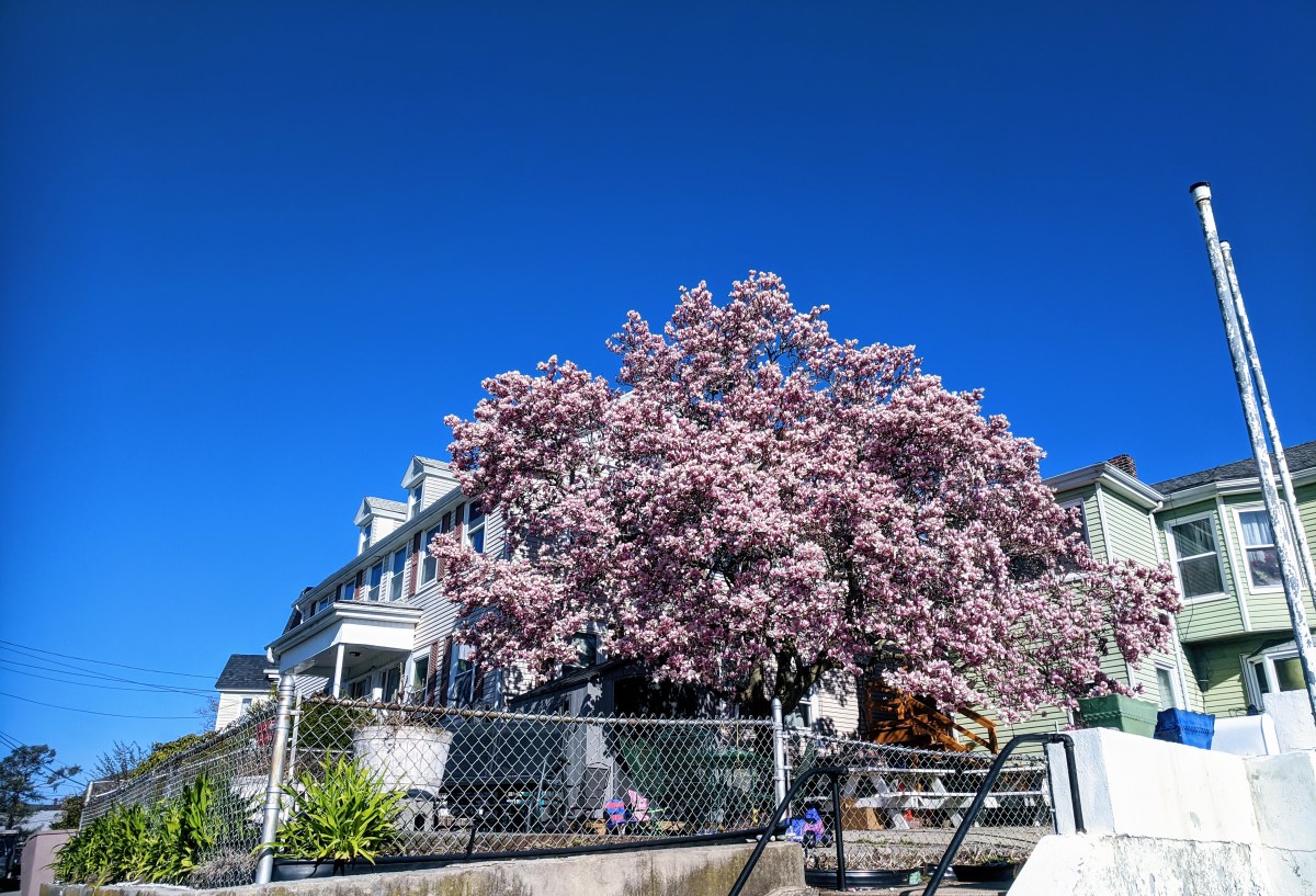 Motif Monday: mature & mighty magnolias | forsythia fresh & fair – Good ...