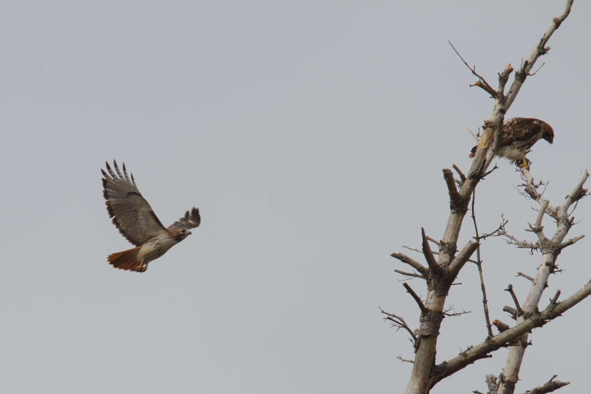 Hawk Couple in Action – Good Morning Gloucester