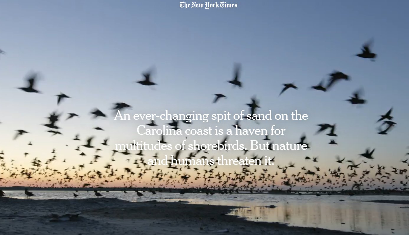 Gloucester author in the field: Deborah Cramer on a shorebird story of ...