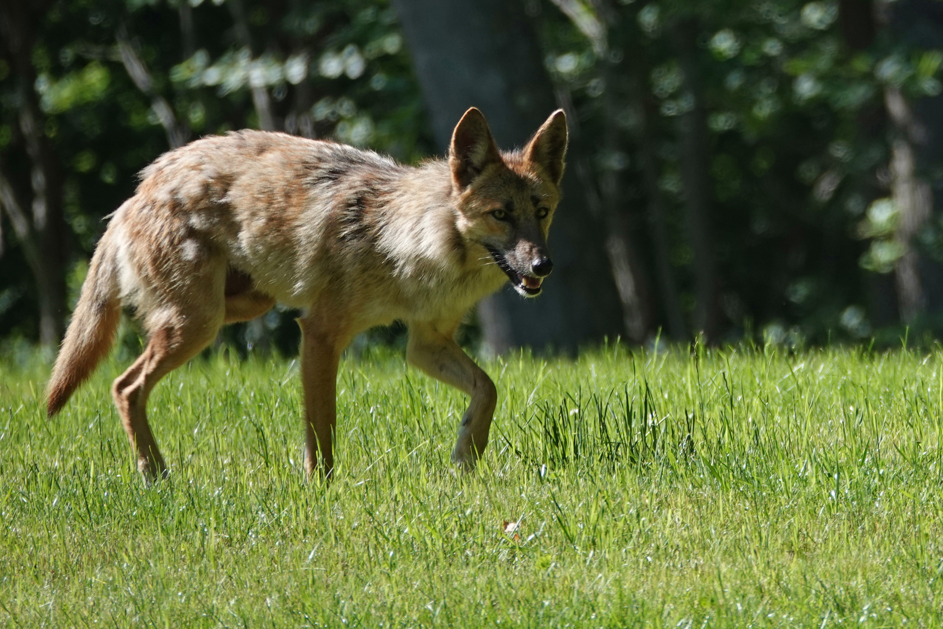 First Day of Summer — pat morss – Good Morning Gloucester