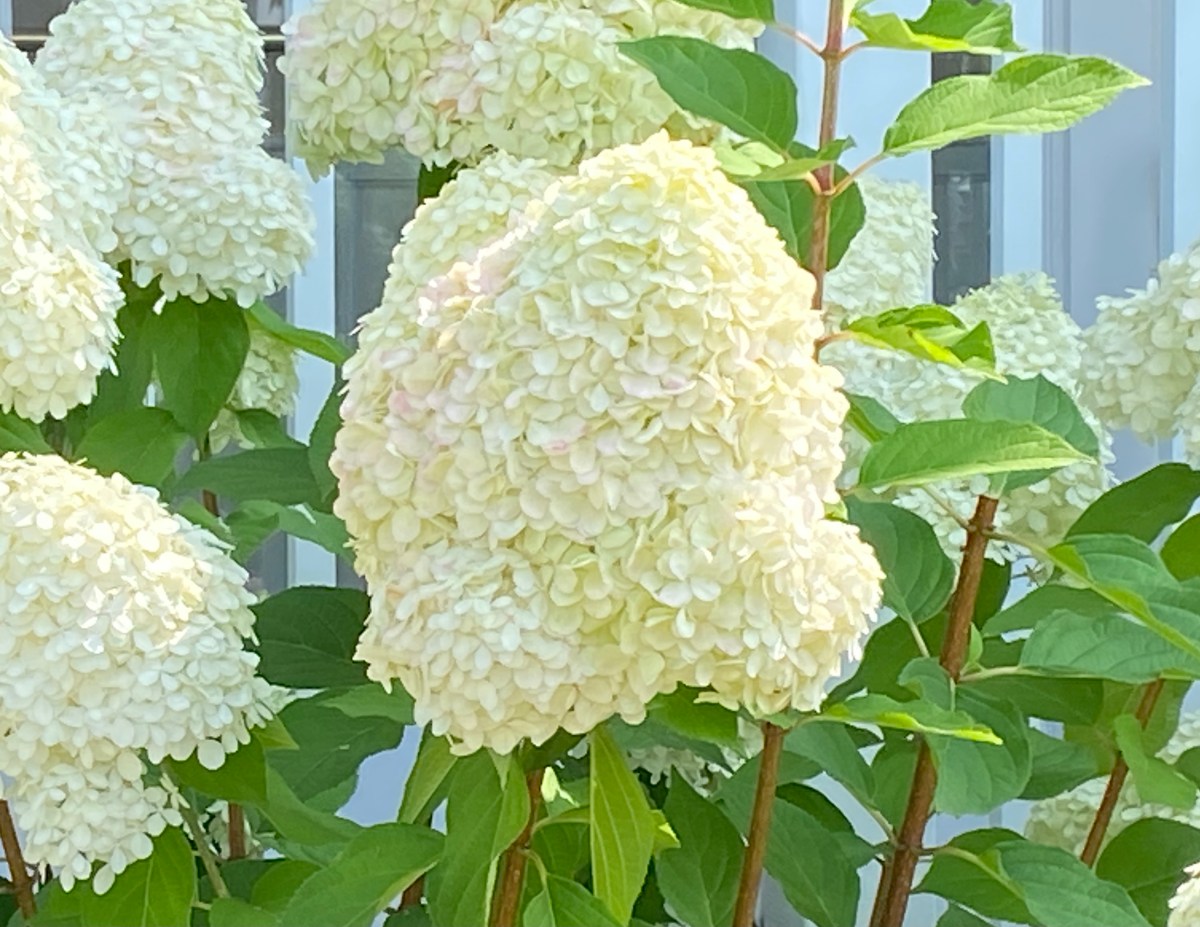 Holy Hydrangeas – Good Morning Gloucester