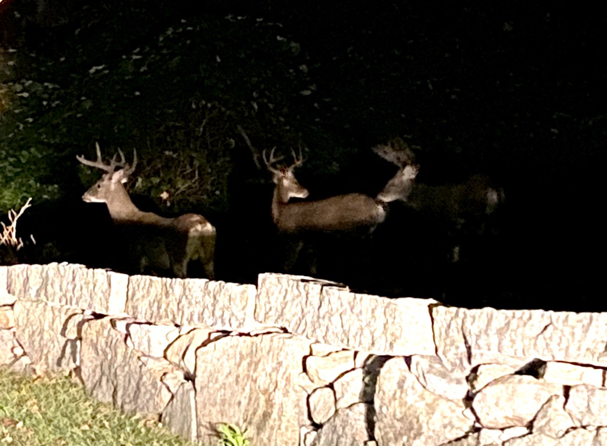 Deer in headlights – Good Morning Gloucester