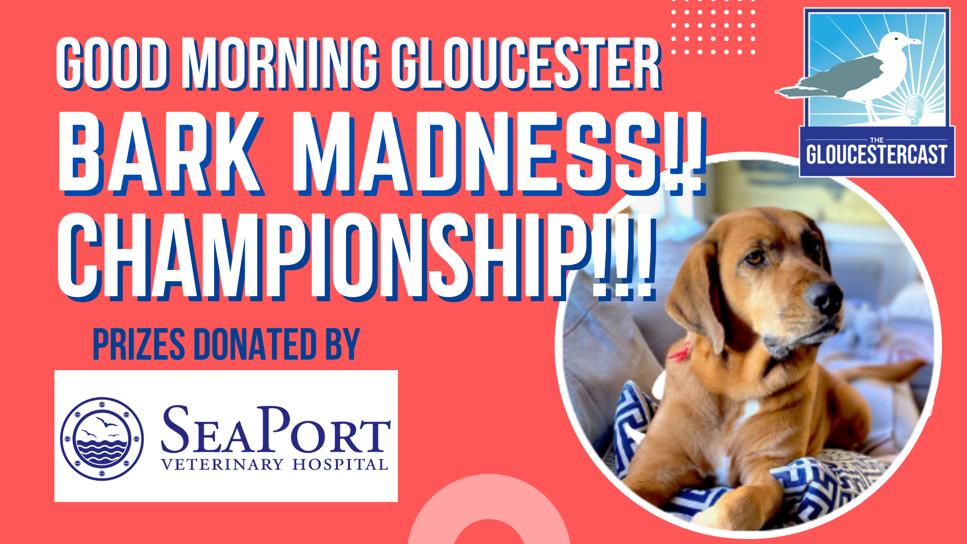 Two Dogs Standing!!! Bark Madness Championship Is Now- The GMG Cutest ...