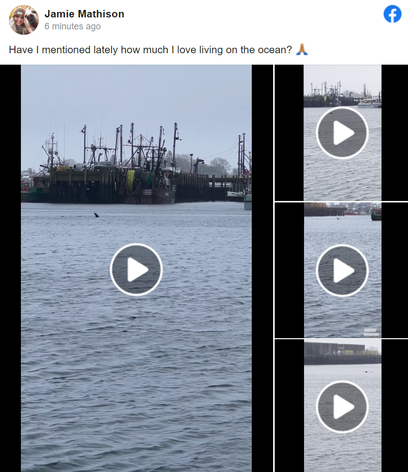 Jamie Mathison Posts Videos Of Unknown Cetaceans In Cripple Cove ...