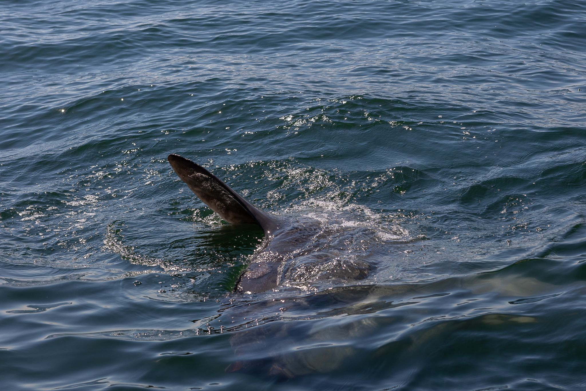 Mola Mola (Giant Sunfish) Images Captured this weekendBy Kelly ...