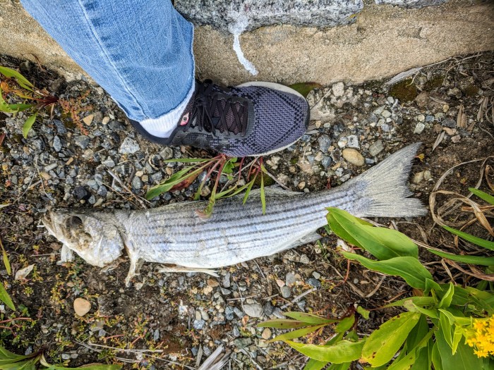 Last day of September. And was it wasps eating dead fish carcass ...
