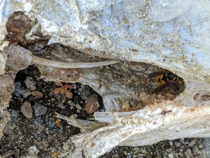 Last day of September. And was it wasps eating dead fish carcass ...