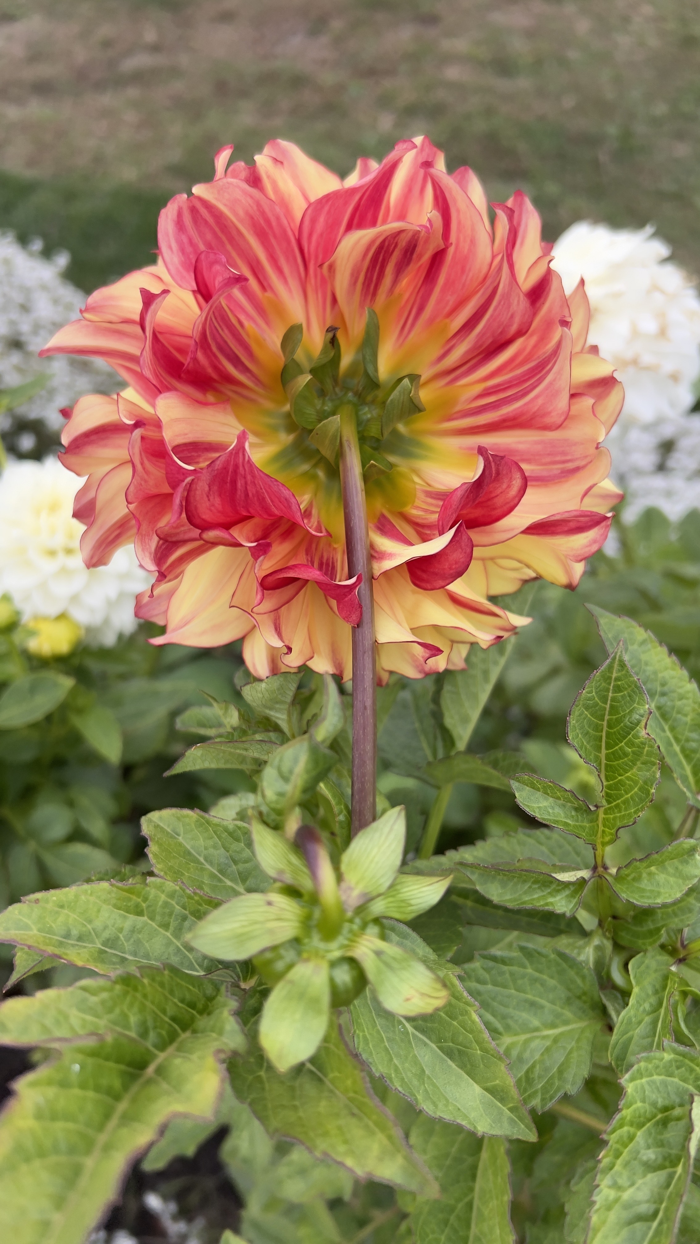 A mystery dahlia Question Submitted By Joan DeRosa – Good Morning ...