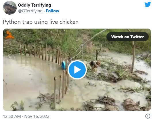 Yikes- Python trap using live chicken – Good Morning Gloucester