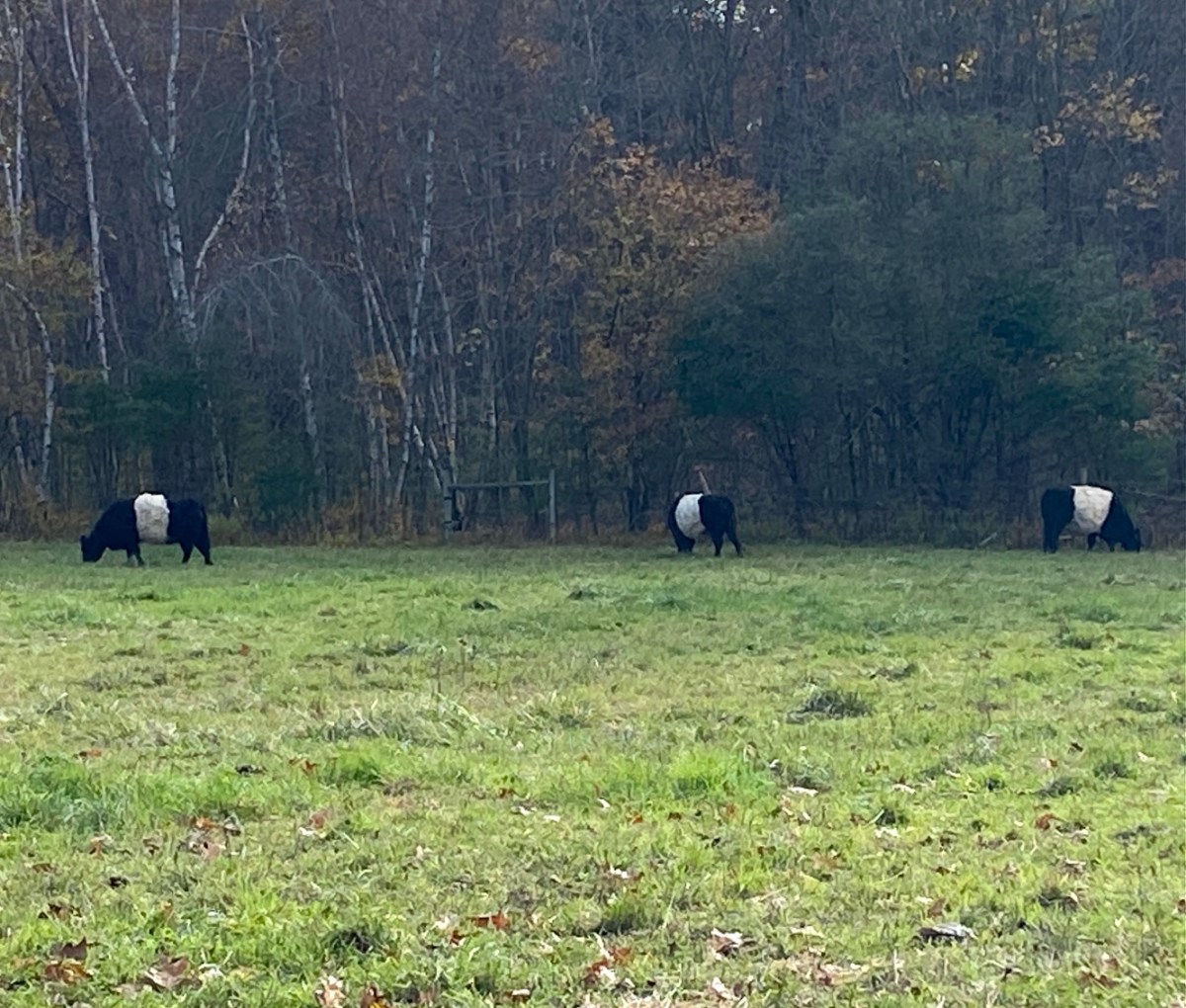 Color Blocked Cows – Good Morning Gloucester