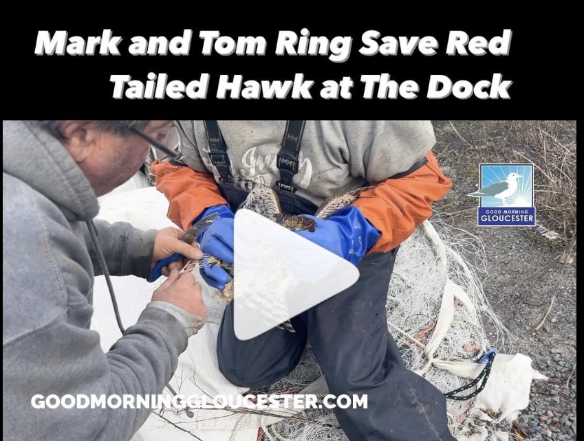 Mark and Tom Ring Save A Coopers Hawk At The Dock – Good Morning Gloucester