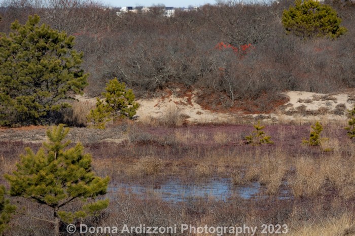 A Sunday visit to Parker River and Plum Island – Good Morning Gloucester