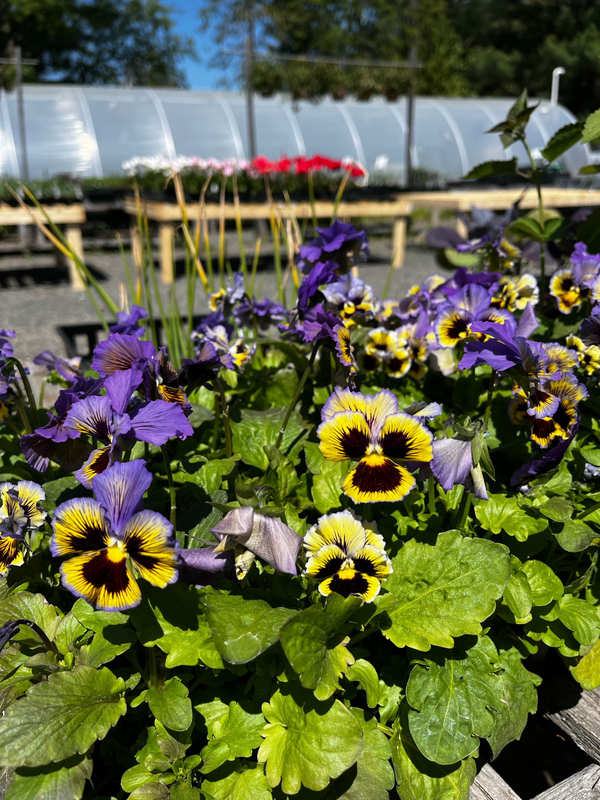 A Visit To Blue Moon Farm – Good Morning Gloucester