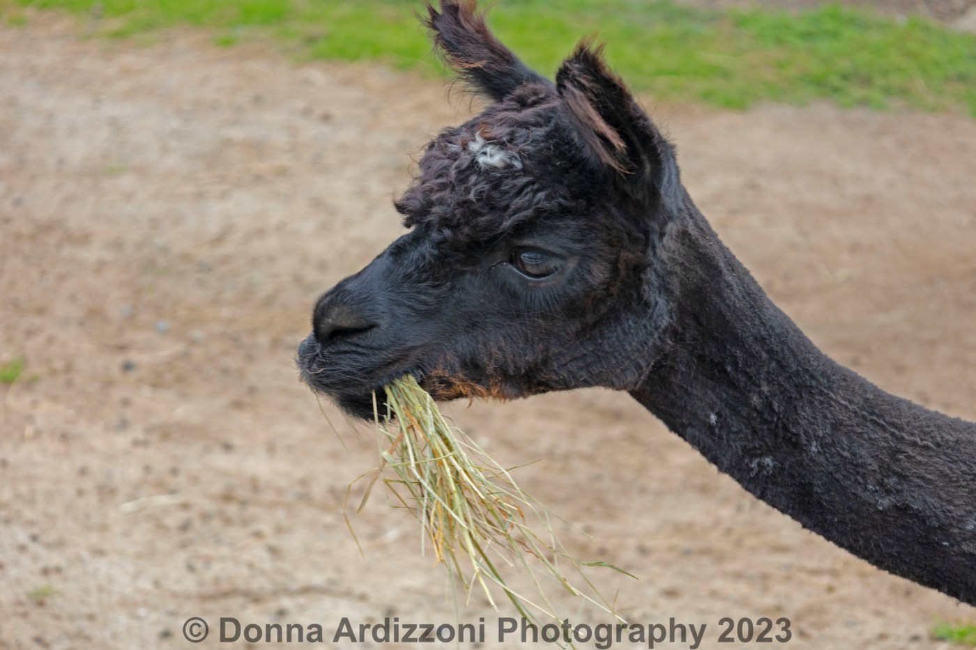 Marshalls Farmstand Grand Re-opening – Good Morning Gloucester