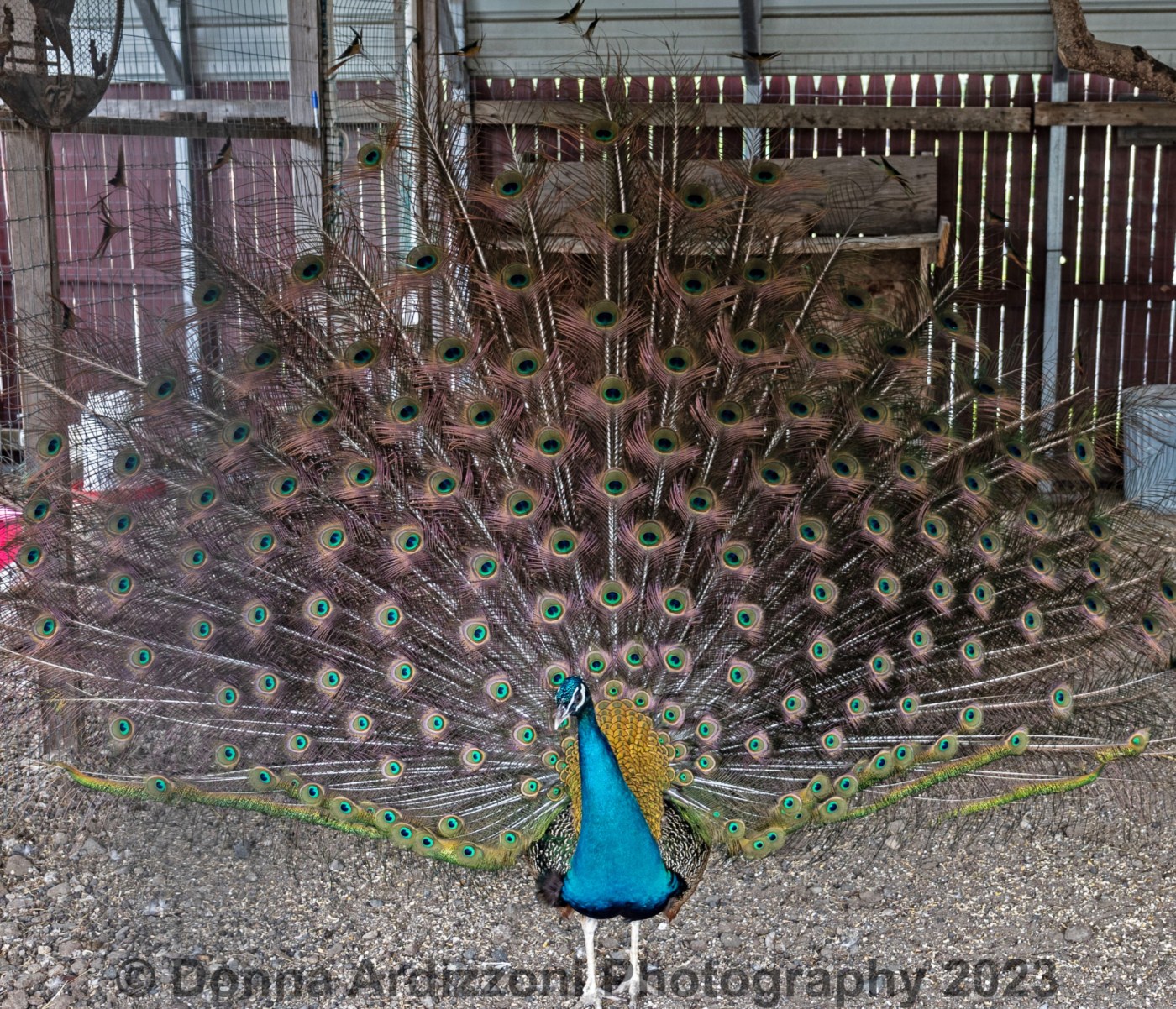 Marshalls Farmstand Grand Re-opening – Good Morning Gloucester