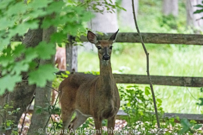 Pretty deer saying hello in the rain – Good Morning Gloucester