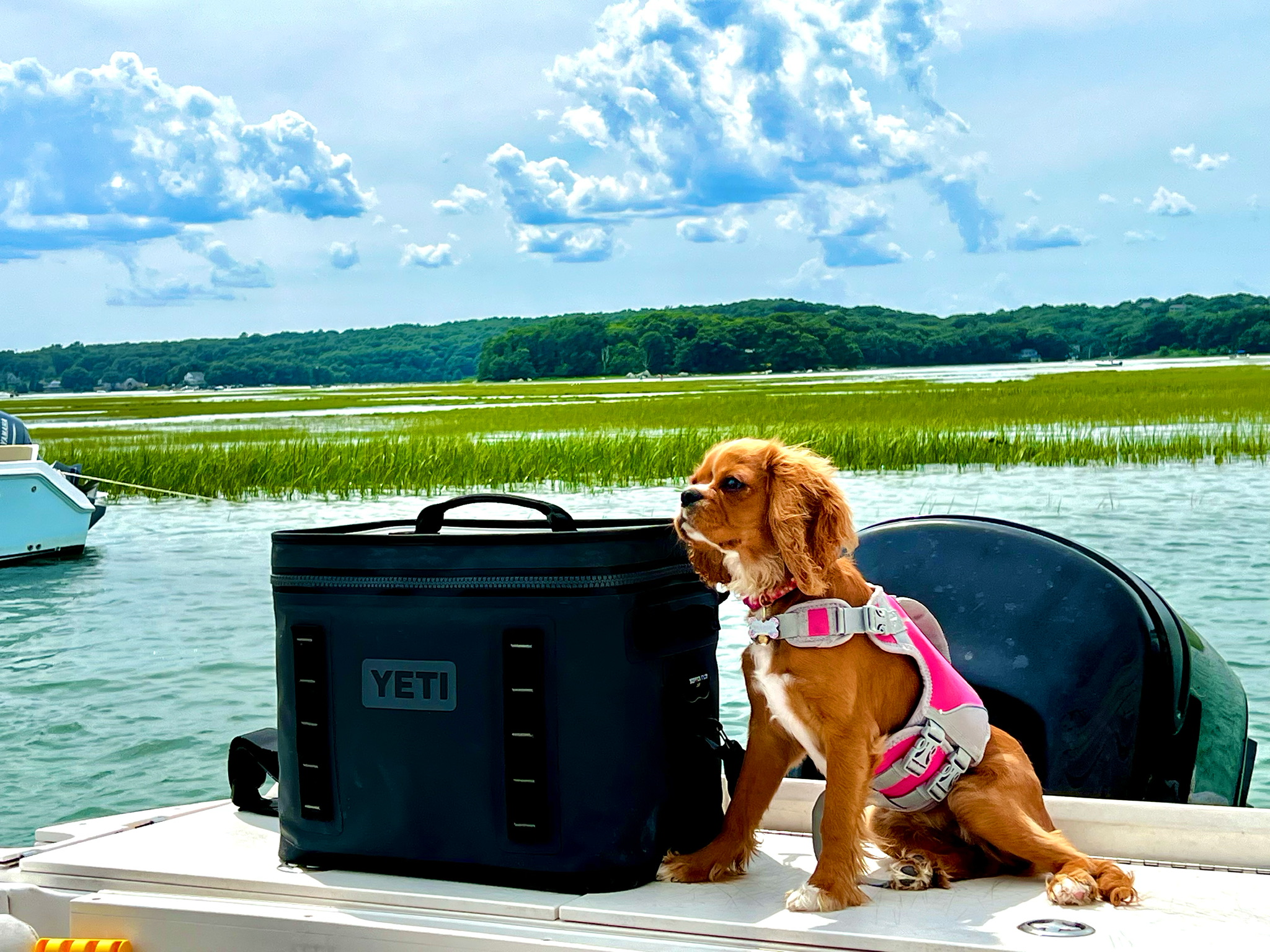 Laura and Jeff Muise SUBMIT #boatdog Daisy! SUBMIT YOUR BOAT DOG PHOTO ...