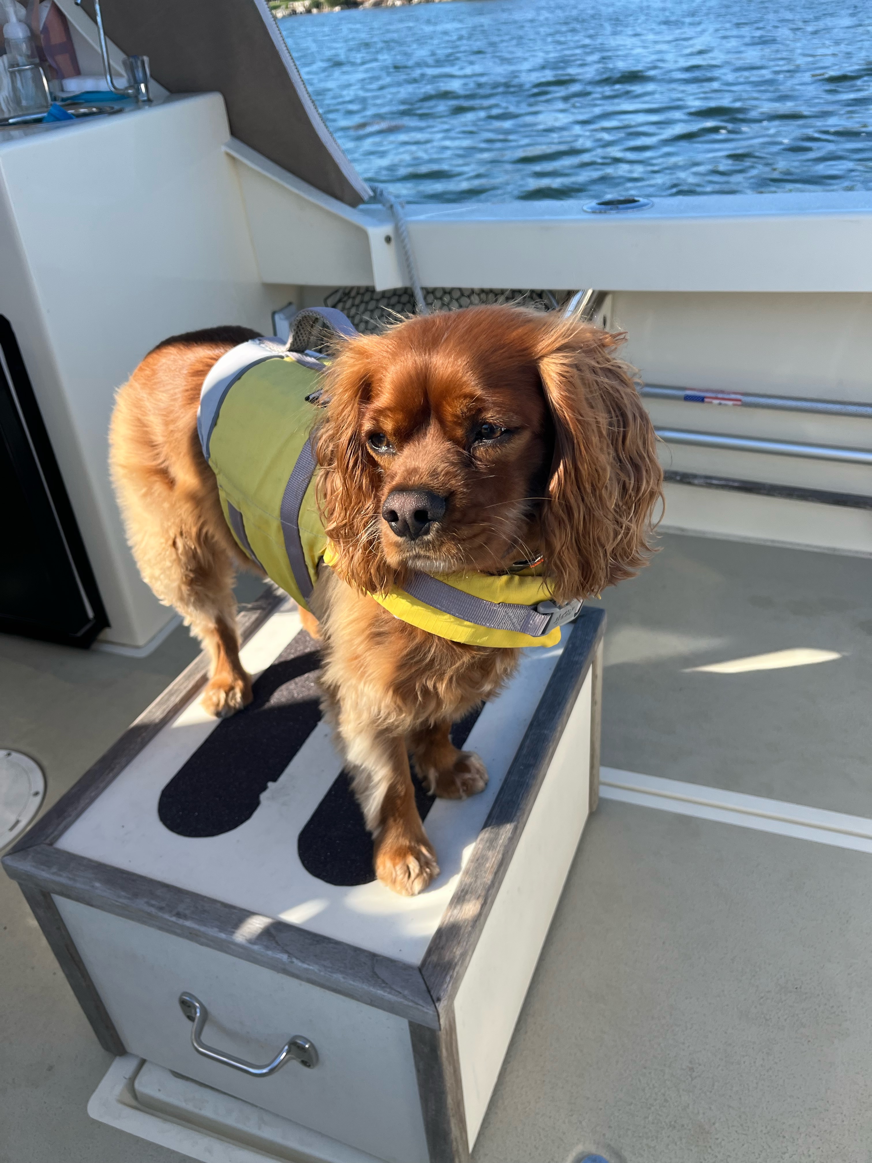 Rebecca and Jim nagle SUBMIT #BOATDOG “Jameson” SUBMIT YOUR BOAT DOG ...