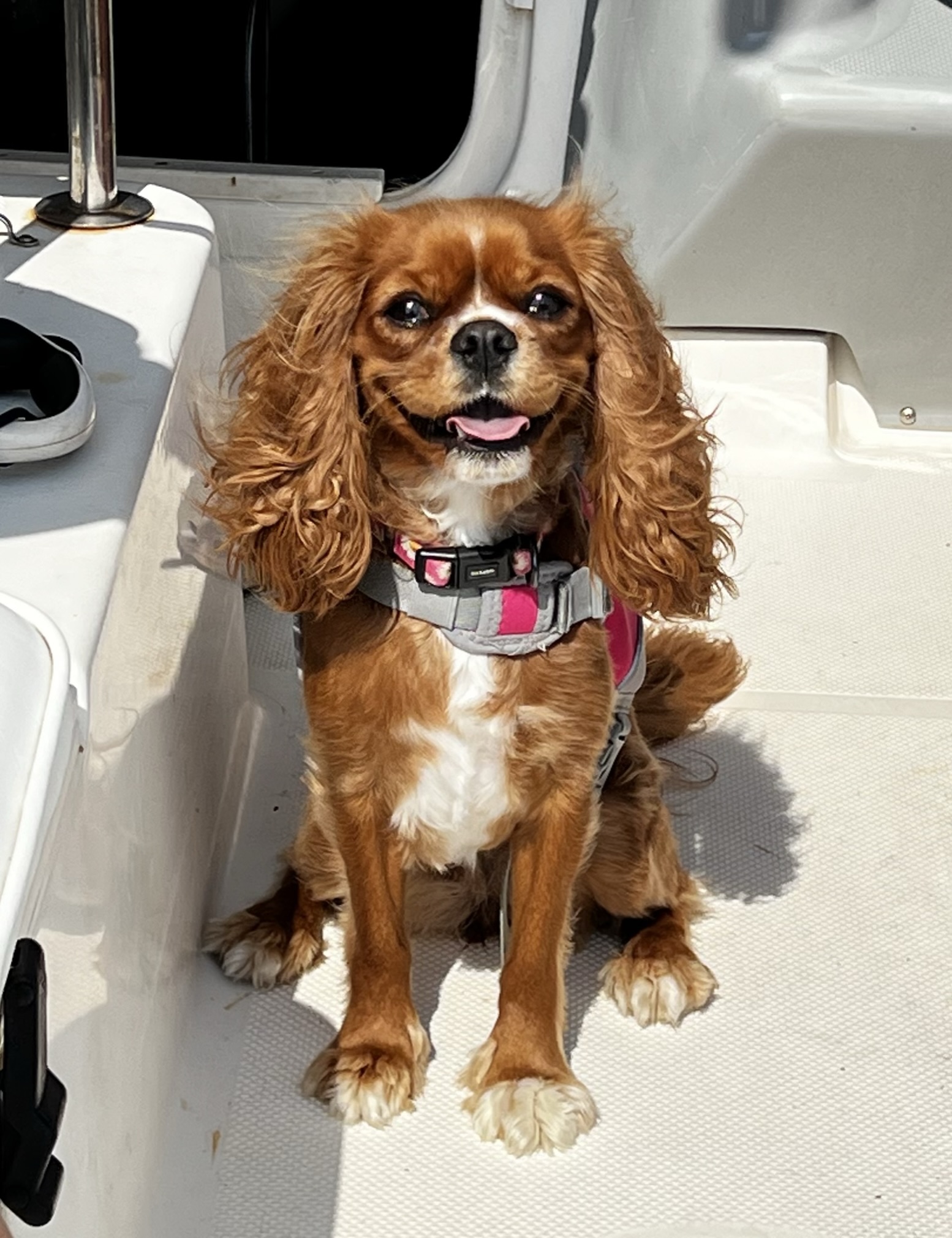 Laura and Jeff Muise SUBMIT #boatdog Daisy! SUBMIT YOUR BOAT DOG PHOTO ...