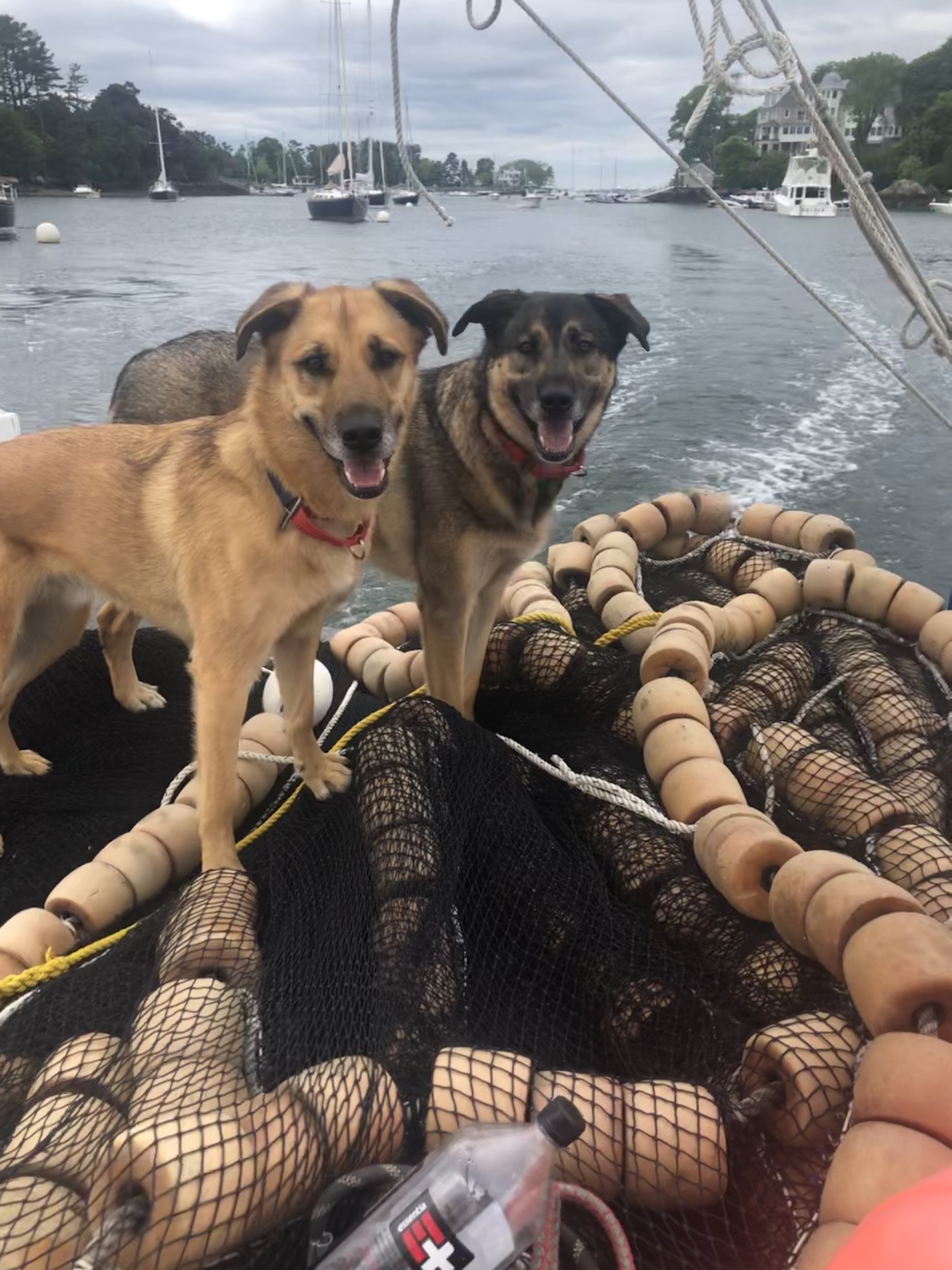 Ben and Romy Hannah SUBMIT #boatdogs Thatcher and Koda! SUBMIT YOUR ...