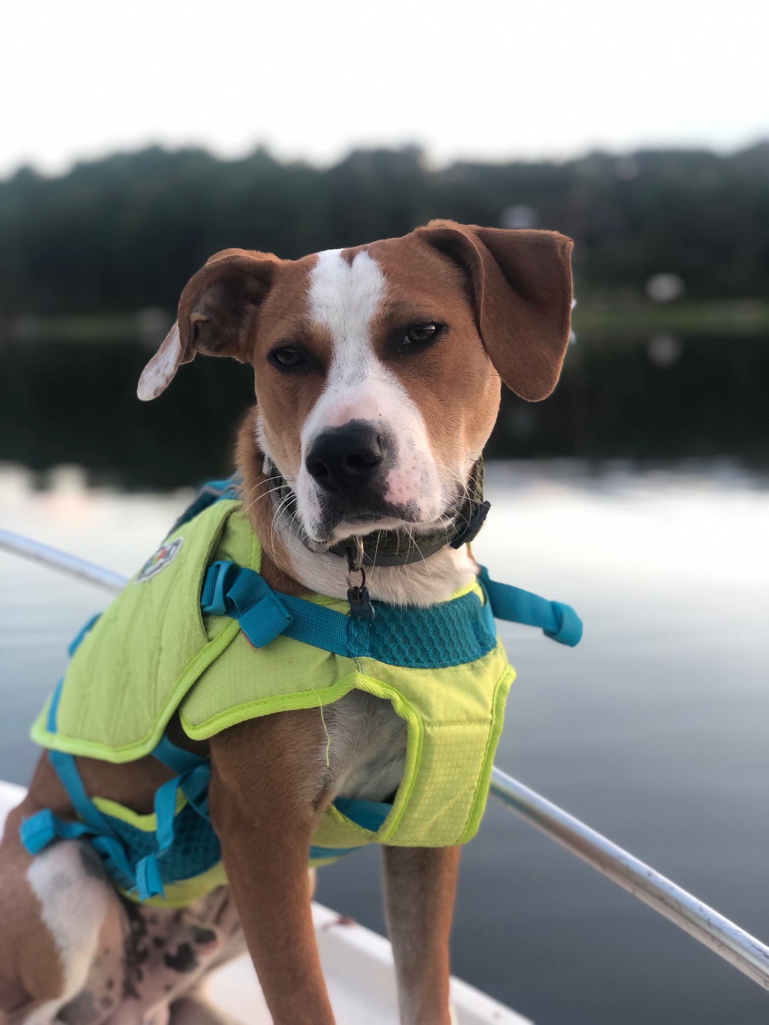 Megan Heinze SUBMITs #BOATDOG “Skippy” SUBMIT YOUR BOAT DOG PHOTO to ...