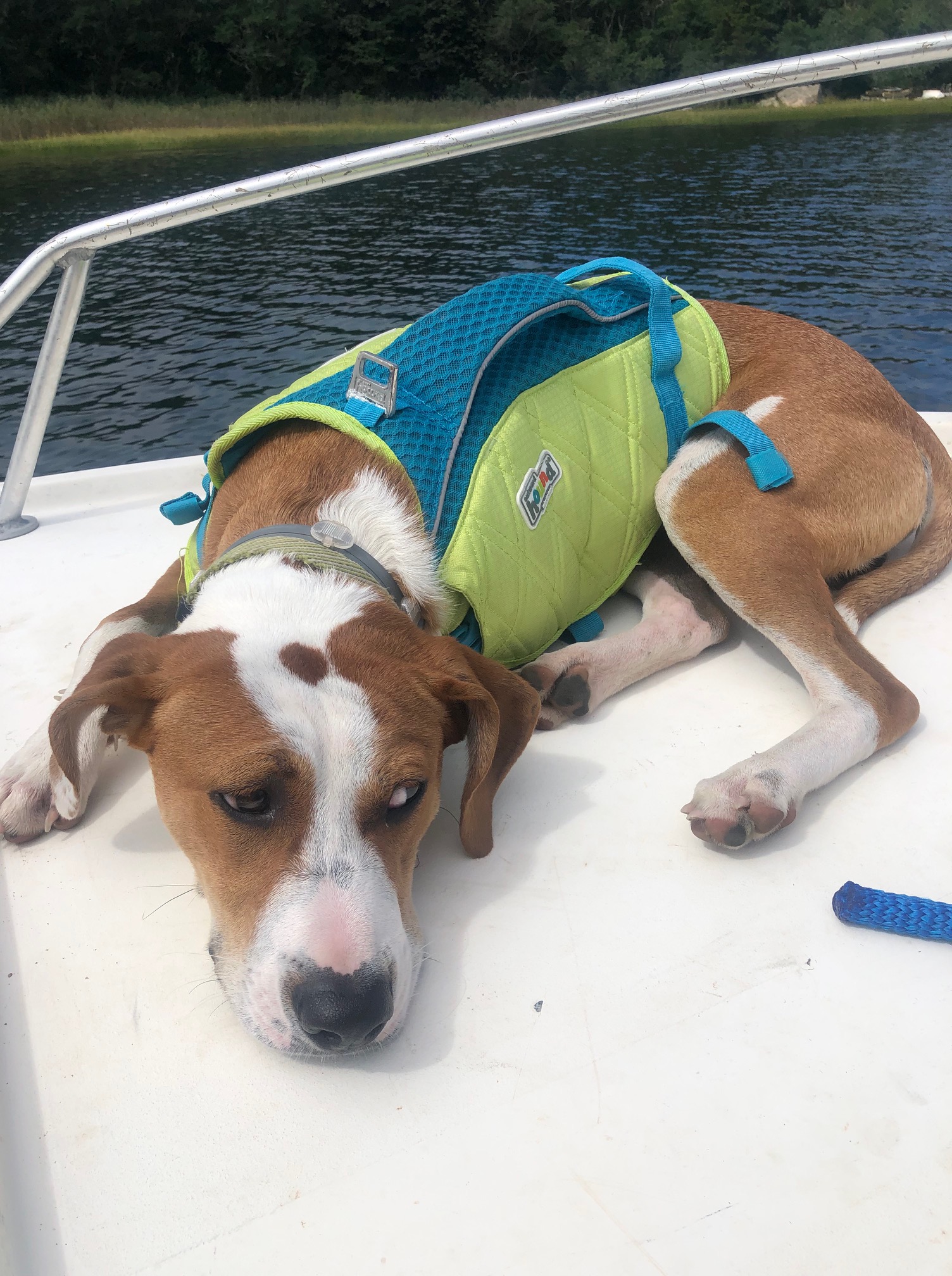 Megan Heinze SUBMITs #BOATDOG “Skippy” SUBMIT YOUR BOAT DOG PHOTO to ...