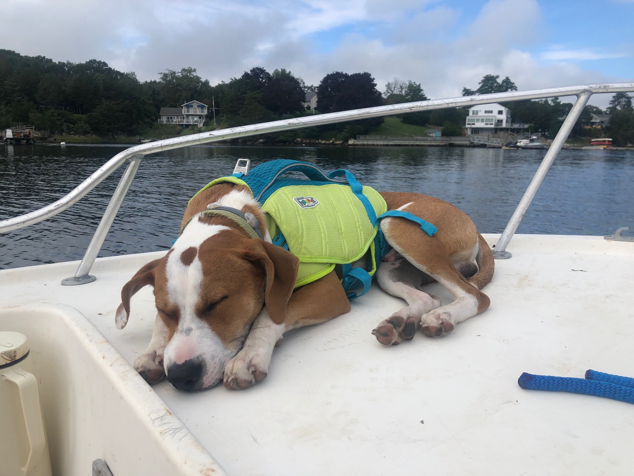 Megan Heinze SUBMITs #BOATDOG “Skippy” SUBMIT YOUR BOAT DOG PHOTO to ...